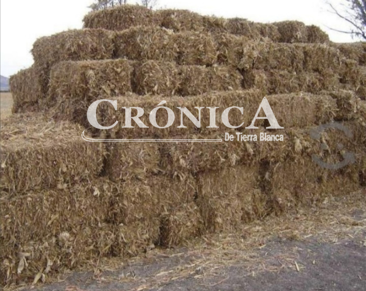 “YA NOS ESTAMOS PREPARANDO CON LAS PACAS”: RAMÓN COLORADO - Crónica de ...