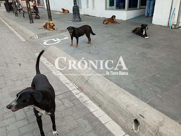 PERROS EN SITUACIÓN DE CALLE SON UN PELIGRO EN EL CENTRO DE LA CIUDAD ...